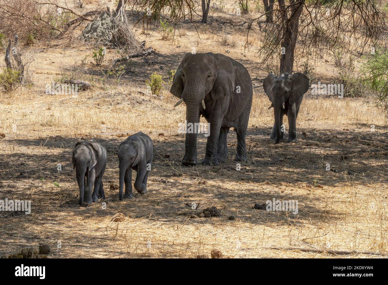A group of elephants with two baby elephants in the shade of a tree in ...