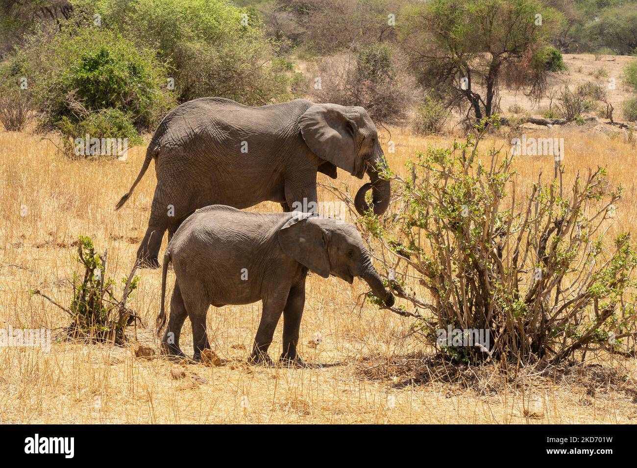 A female and a young elephant eating off a bush in the african savannah ...