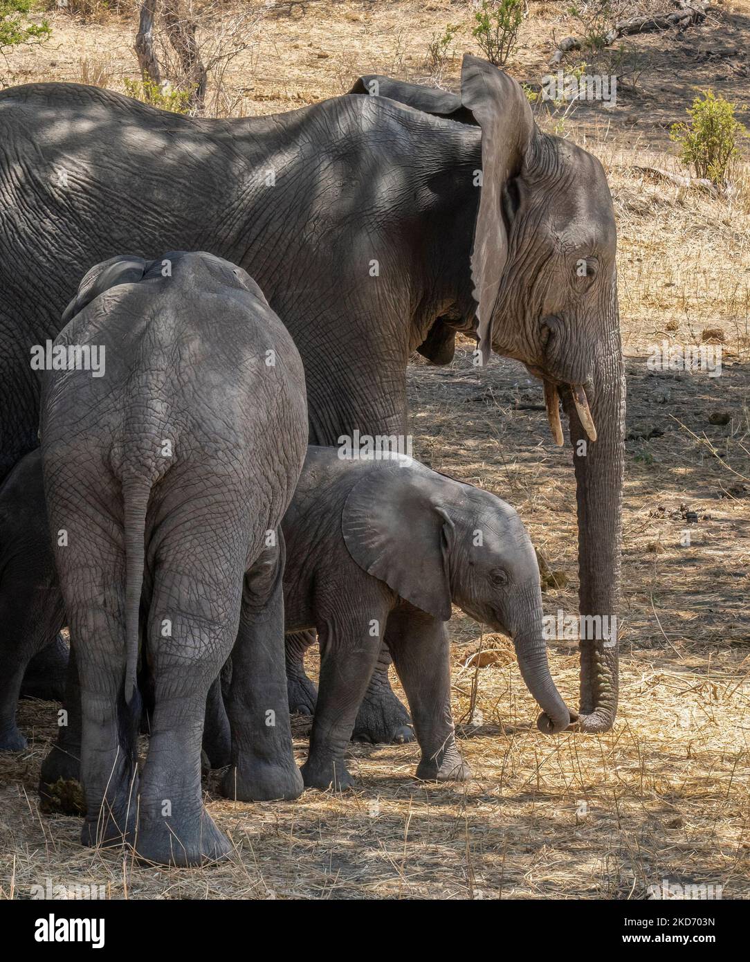 A female, young and baby elephants in the african savannah in Tanzania ...