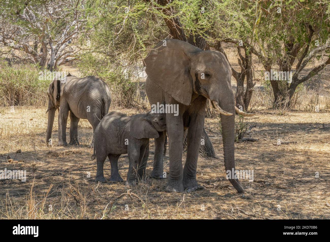 A suckling elephant baby and his mother in a tree shade in Tanzania ...