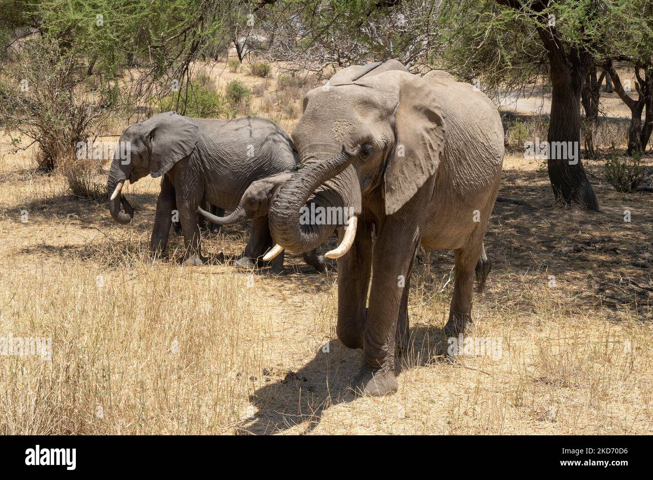 A female elephant in a threatening pose, meant to protect its offspring ...