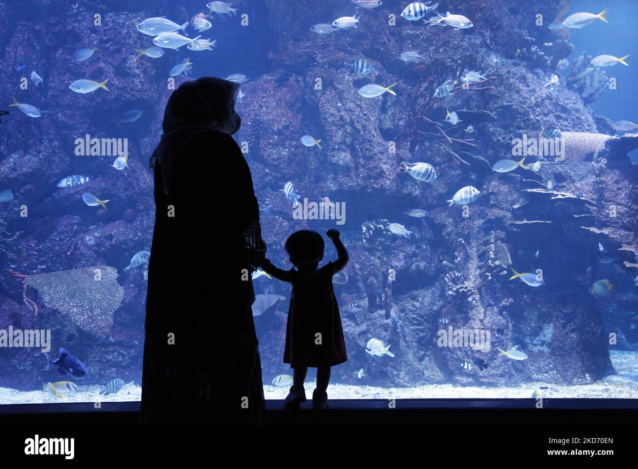 Visitors watching fish collection in Jakarta Aquarium & Safari, in ...