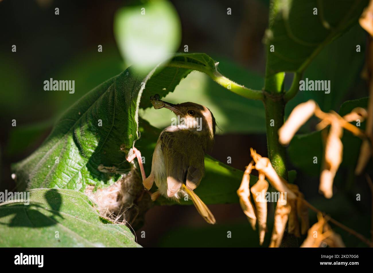 A common tailorbird (Orthotomus sutorius) feeds its chicks in an ...
