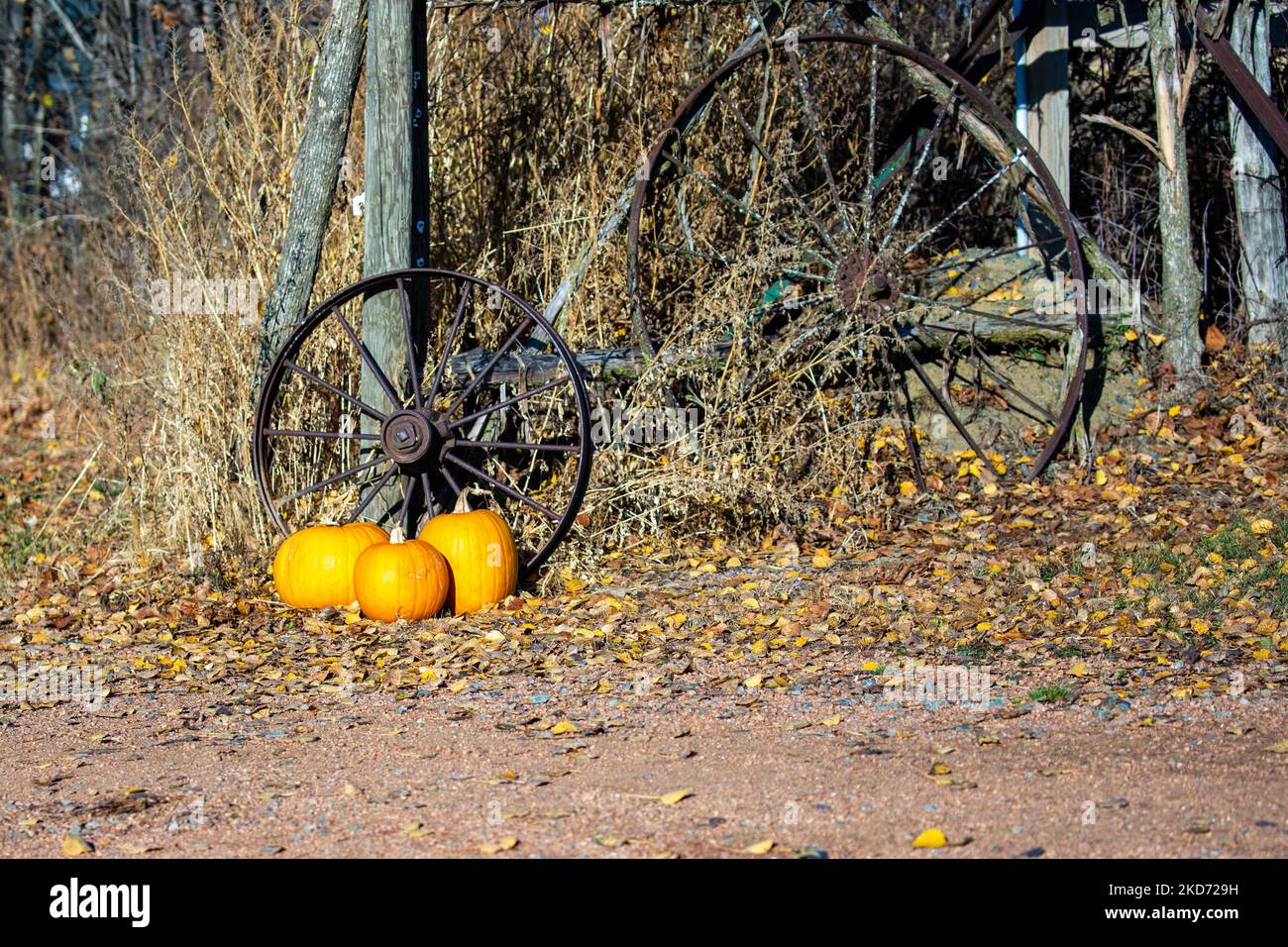 Pumpkins and wagon wheels by an old fence post decorate a driveway ...