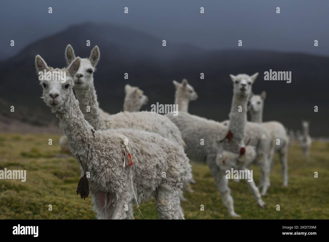 Flora y fauna local hi-res stock photography and images - Alamy