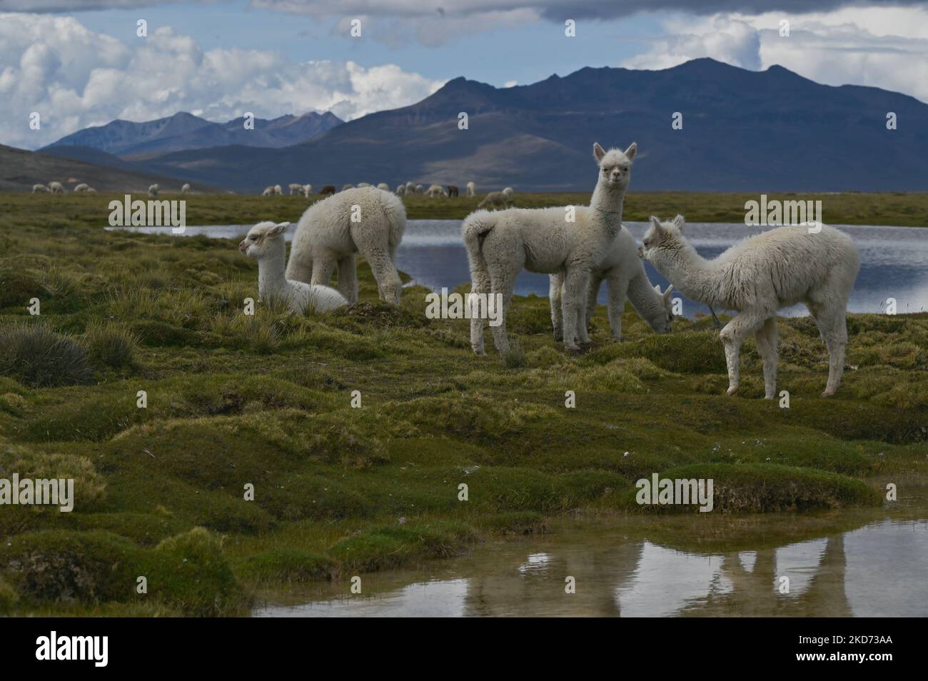 Flora y fauna local hi-res stock photography and images - Alamy