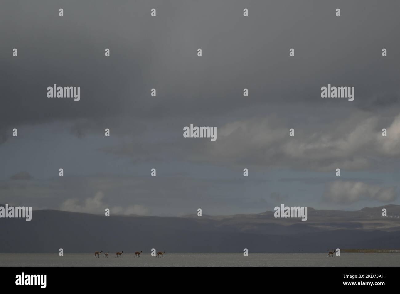 A small herd of llamas crossing the Laguna de Salinas at Salinas y ...