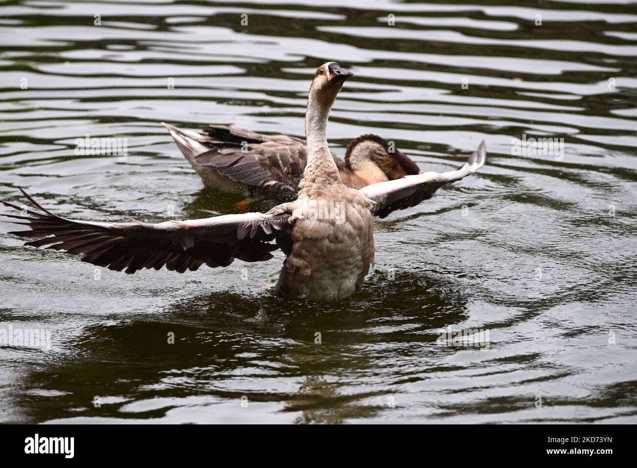 A Geese is seen at Jurpukhuri Pond, in Guwahati,India on April 8,2022 ...