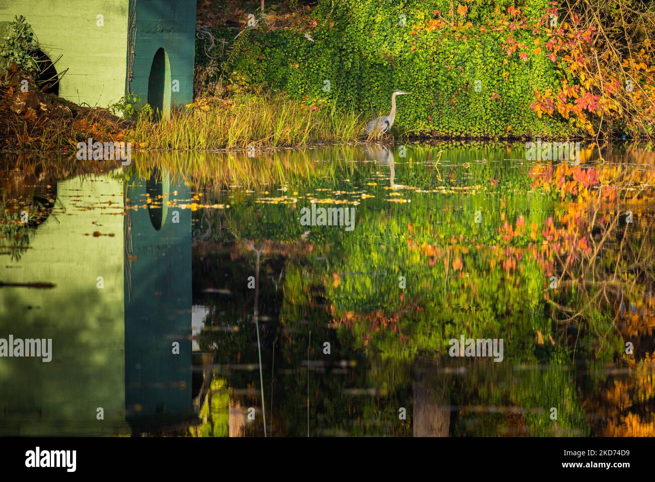 A beautiful scenery of a Great Blue Heron at Glenloch Lake in New ...