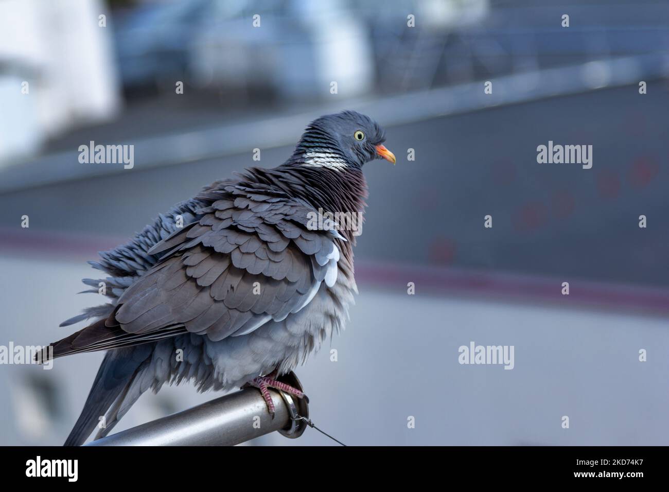 Close up gray pigeon - Columba palumbus with red beak, colorful fluff ...