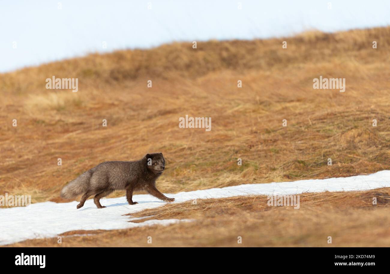 Arctic fox running hi-res stock photography and images - Alamy