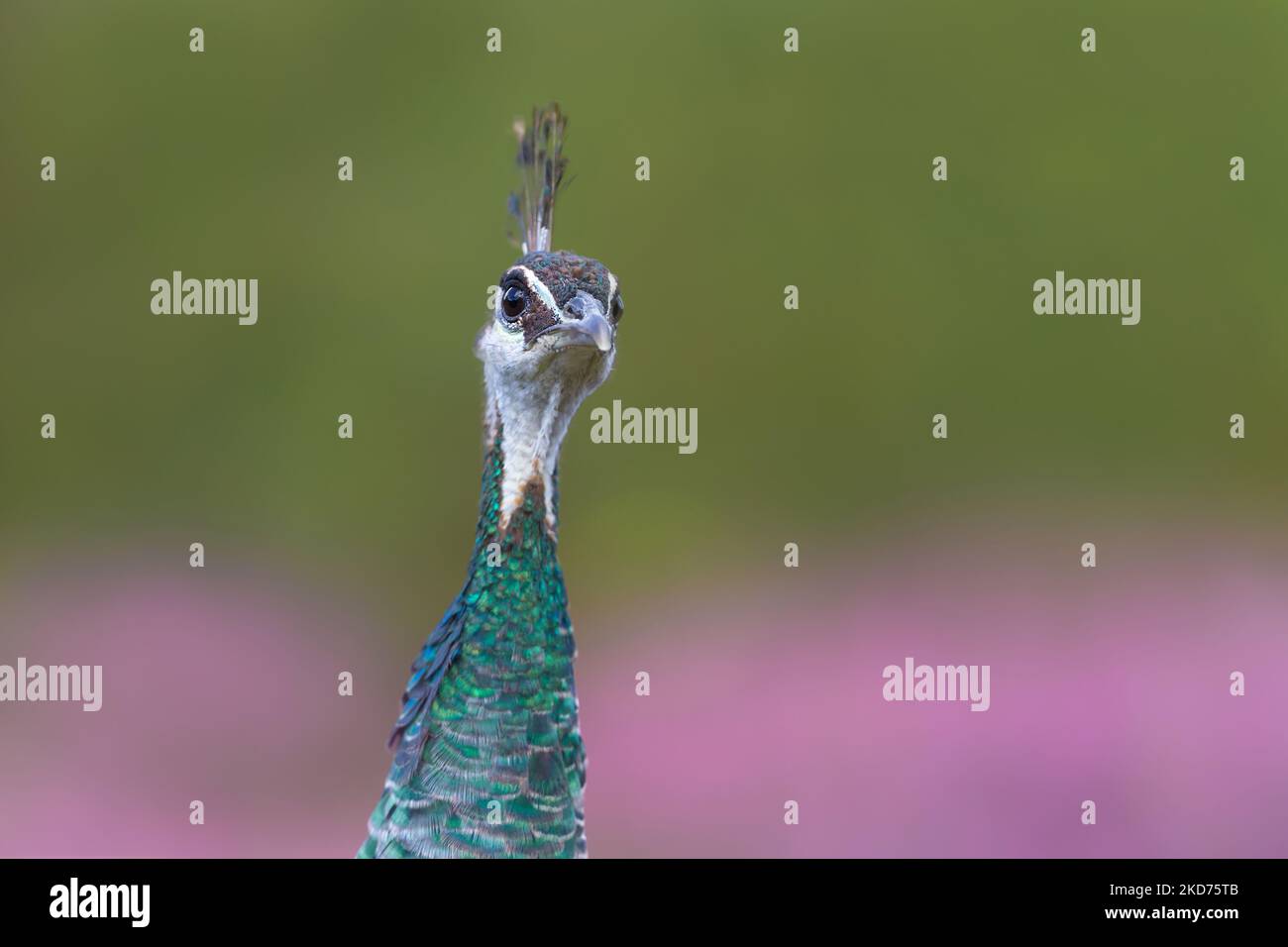 Peahen close up hi-res stock photography and images - Alamy