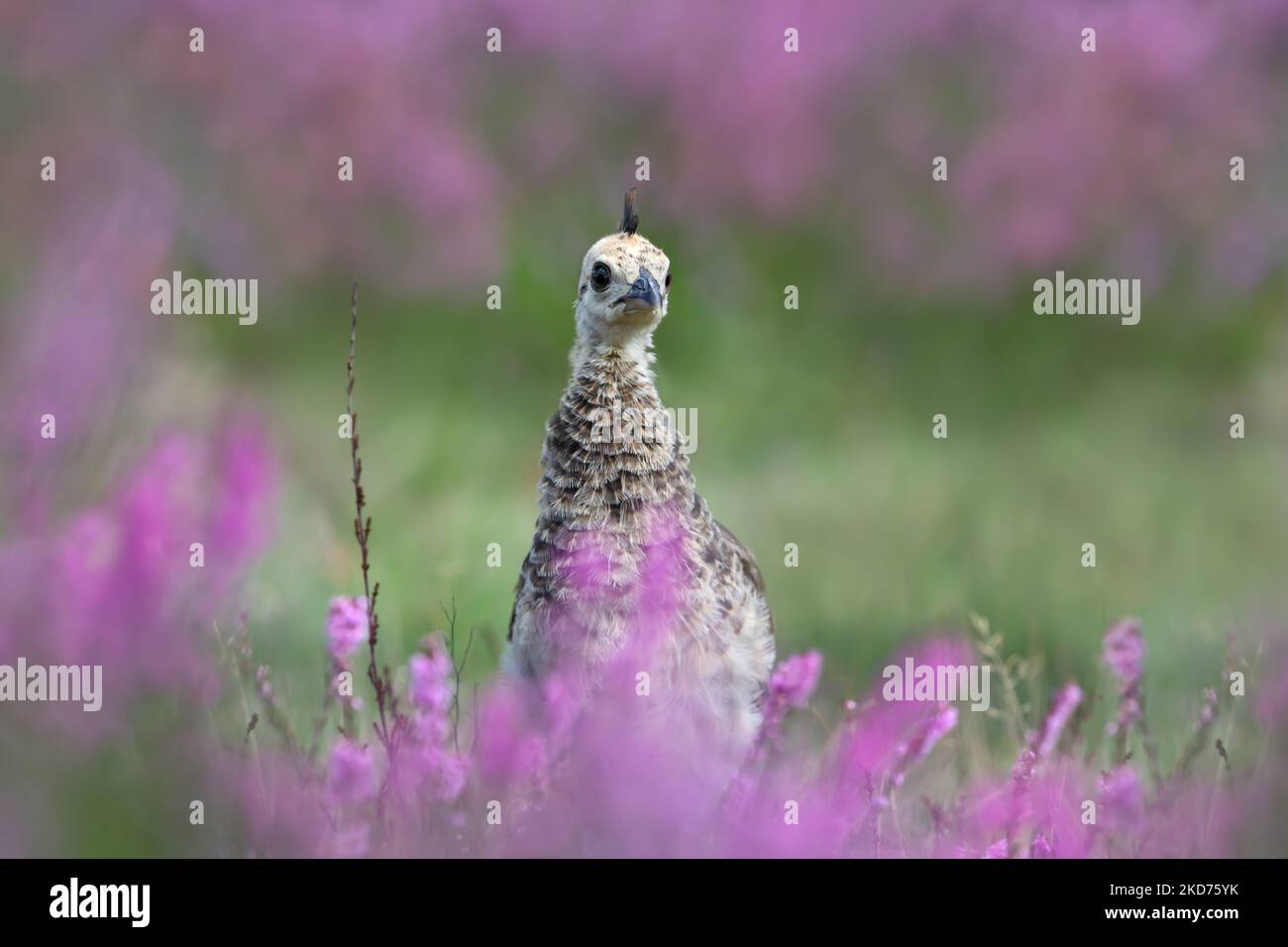 Indian peafowl baby hi-res stock photography and images - Alamy