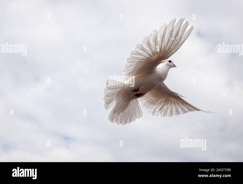 White Doves Flying Away