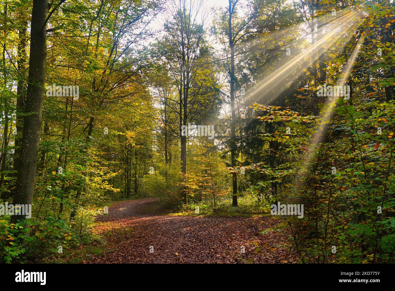 A beautiful forest full of green and yellow trees illuminated by sun ...