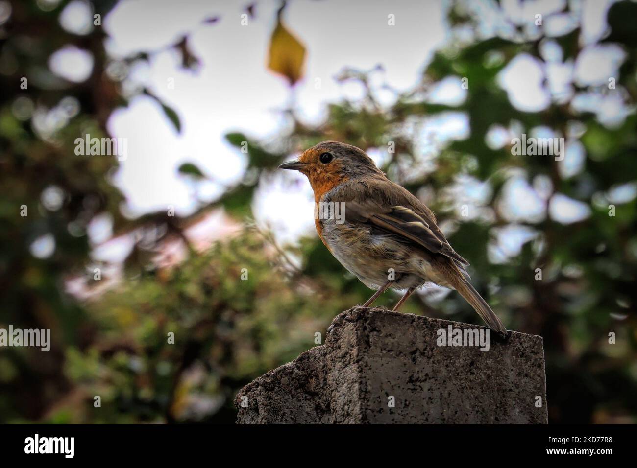 A closeup of a beautiful European robin bird on a stone surface in a ...