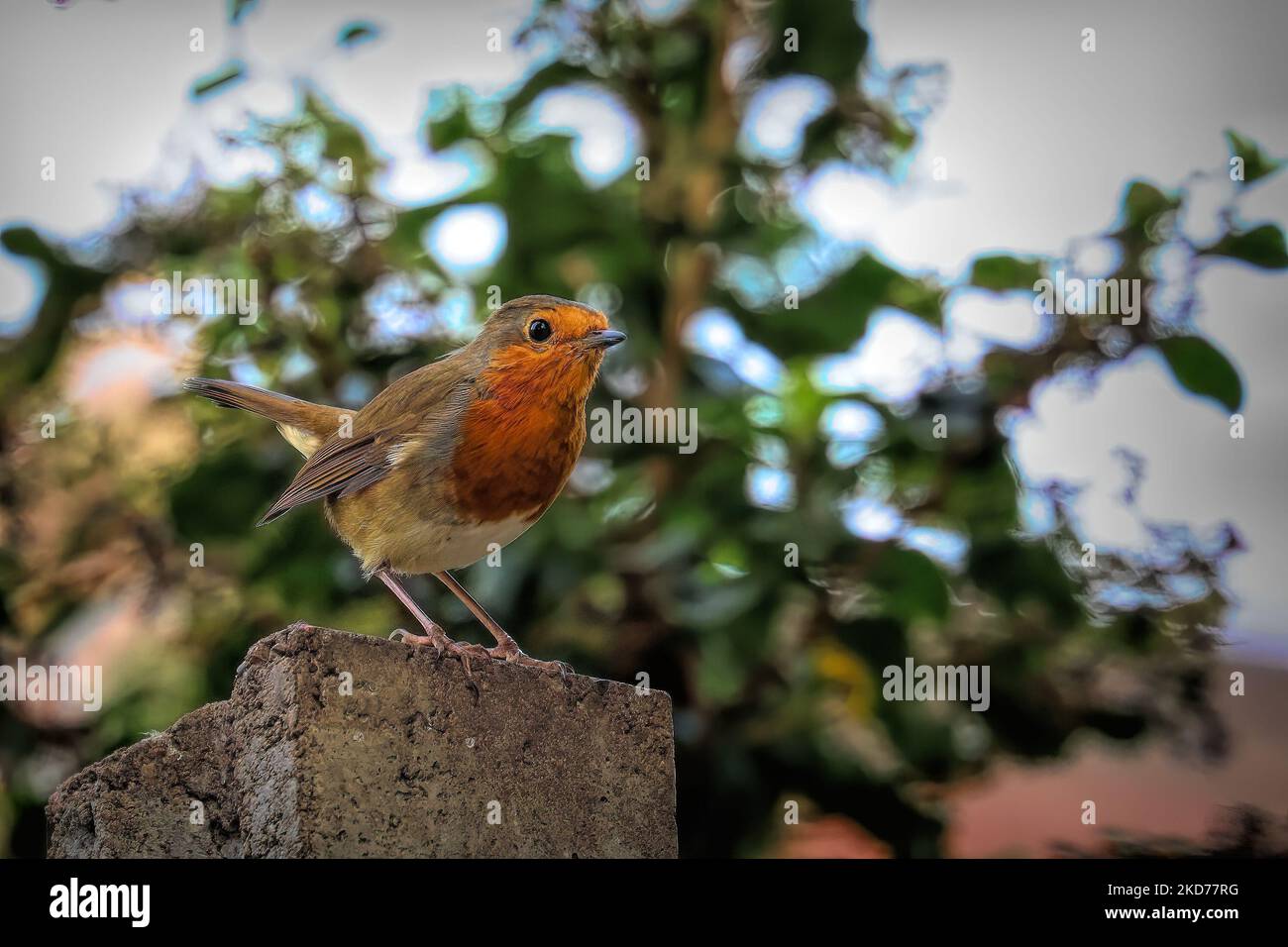 A closeup of a beautiful European robin bird on a stone surface in a ...