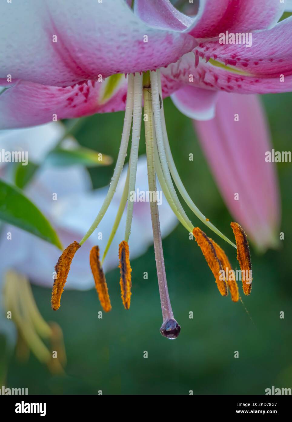Pistil and stamens of a blooming pink lily in Stock Photo - Alamy