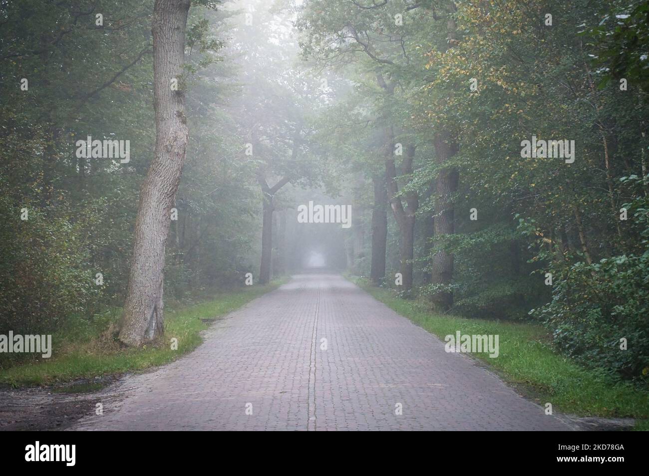 An empty path surrounded by green vegetation. Moody atmosphere Stock ...
