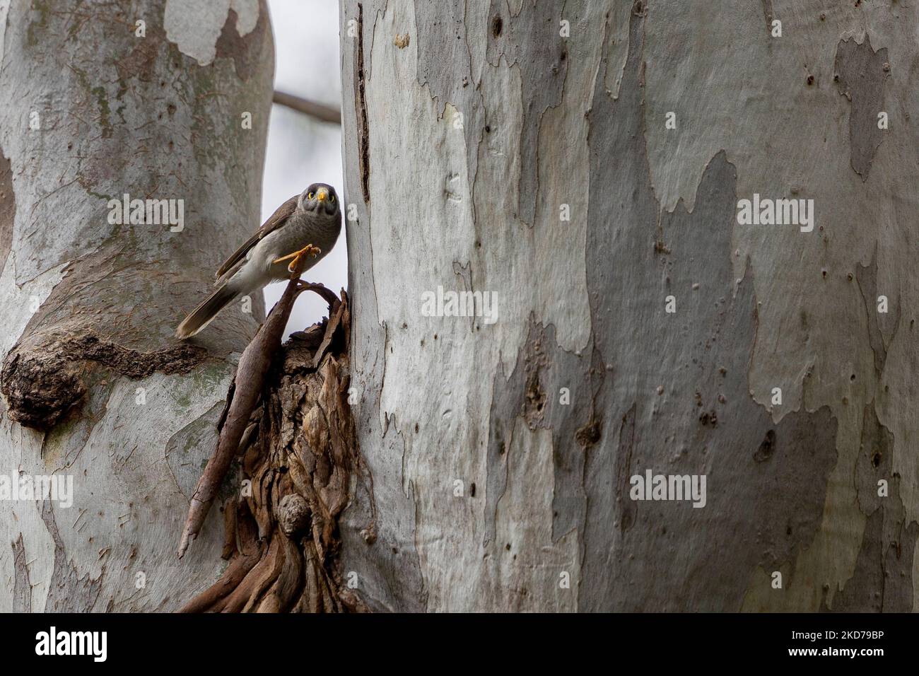 Australian common myna hi-res stock photography and images - Alamy