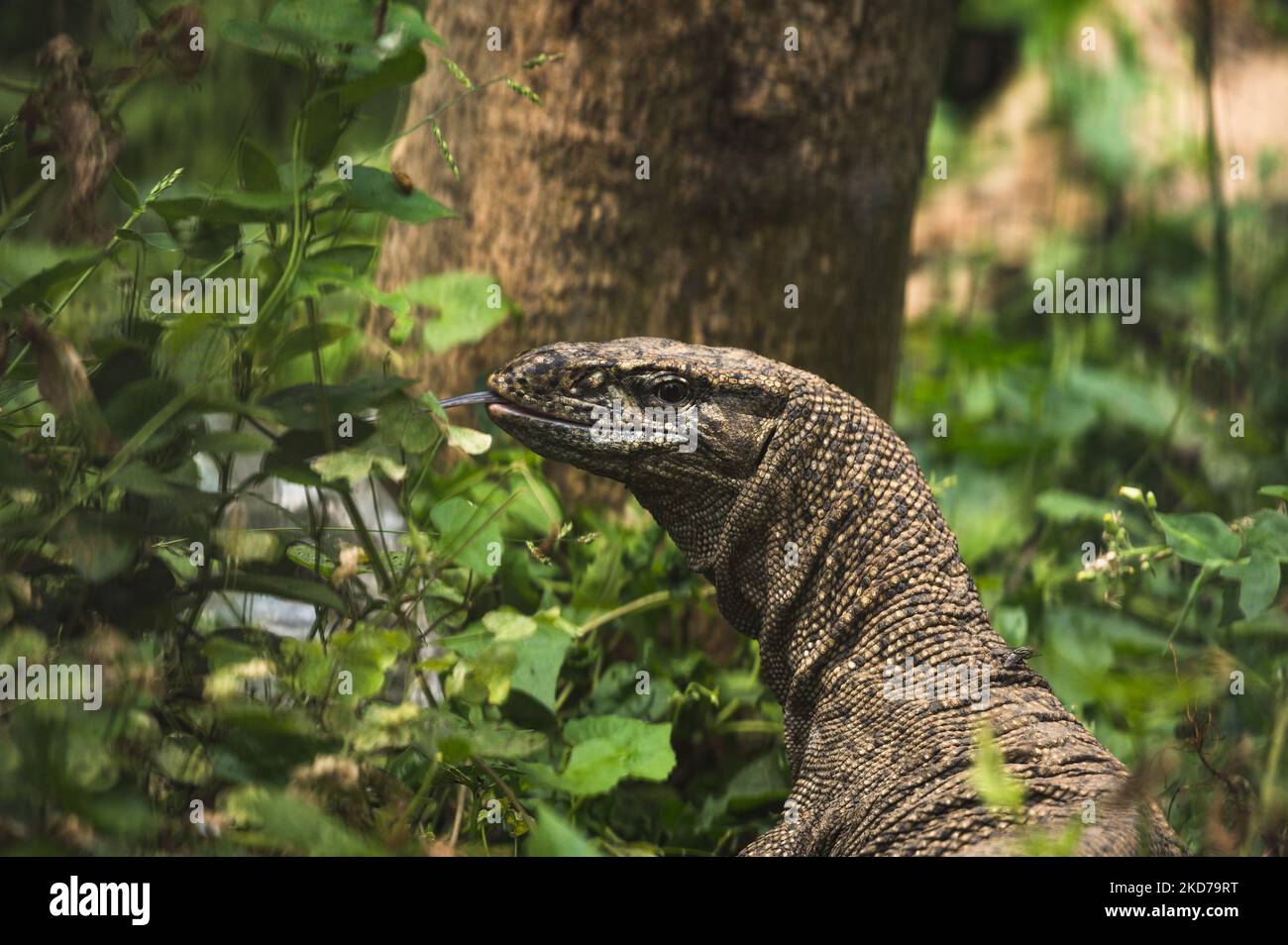The Bengal monitor or common Indian monitor (Varanus bengalensis) is a ...