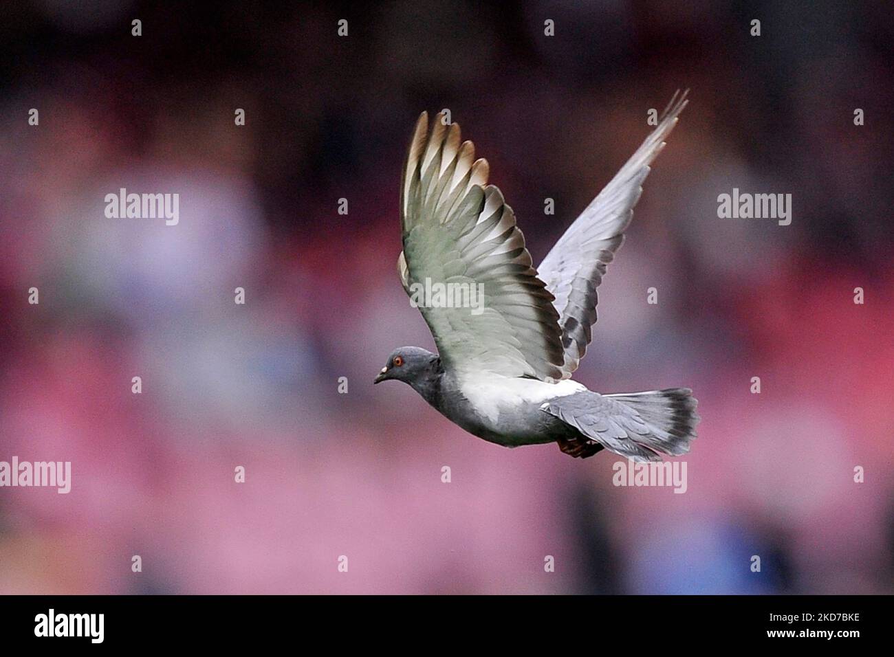 Pigeons in the field, during the match of the Italian Serie A league ...