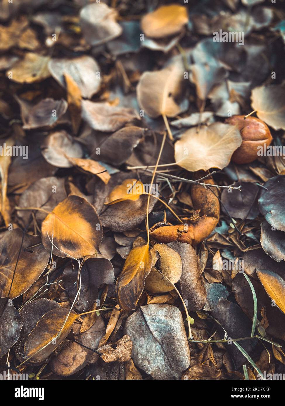 A vertical shot of fallen leaves Stock Photo - Alamy