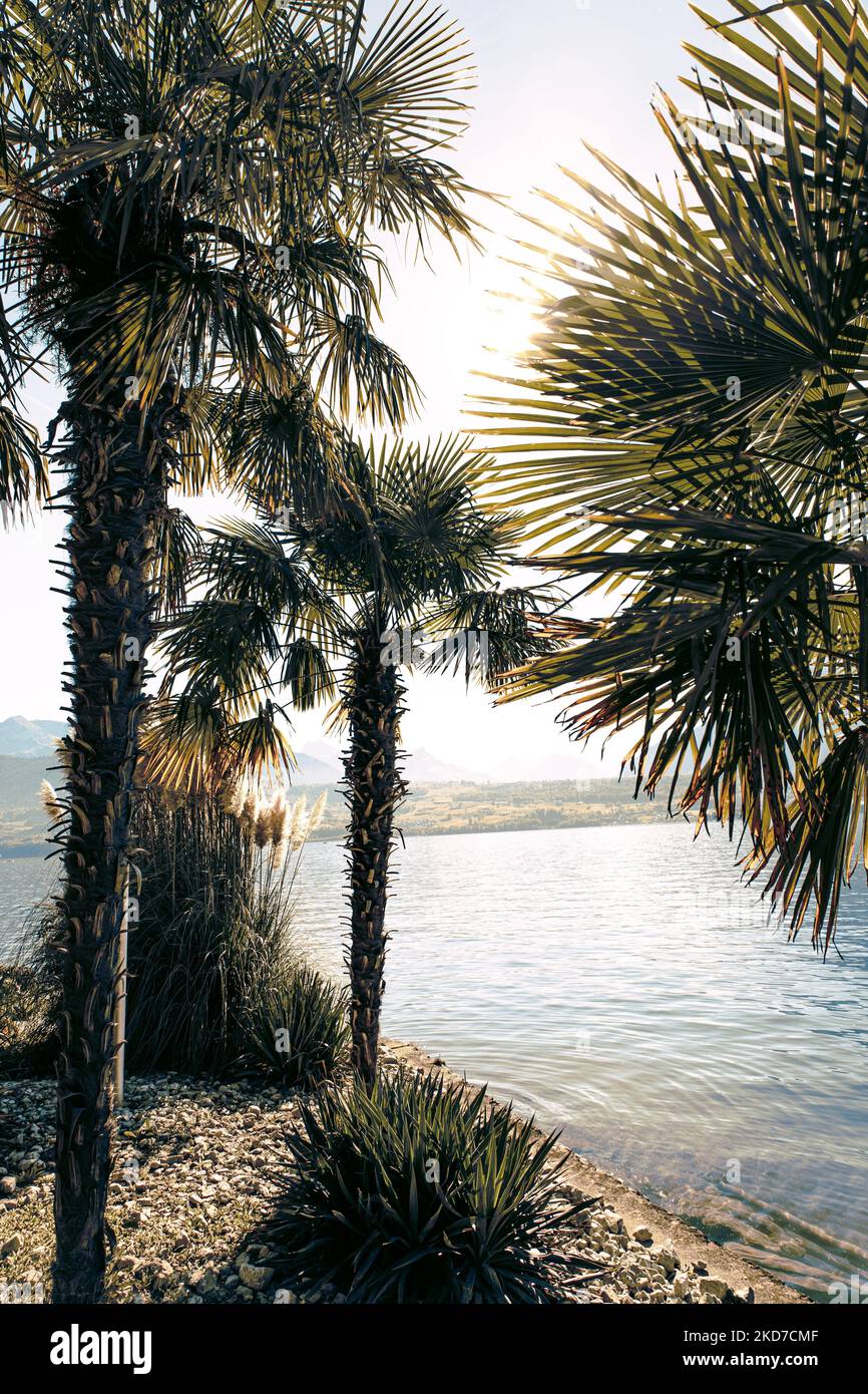 A vertical shot of palm trees on the beach Stock Photo - Alamy