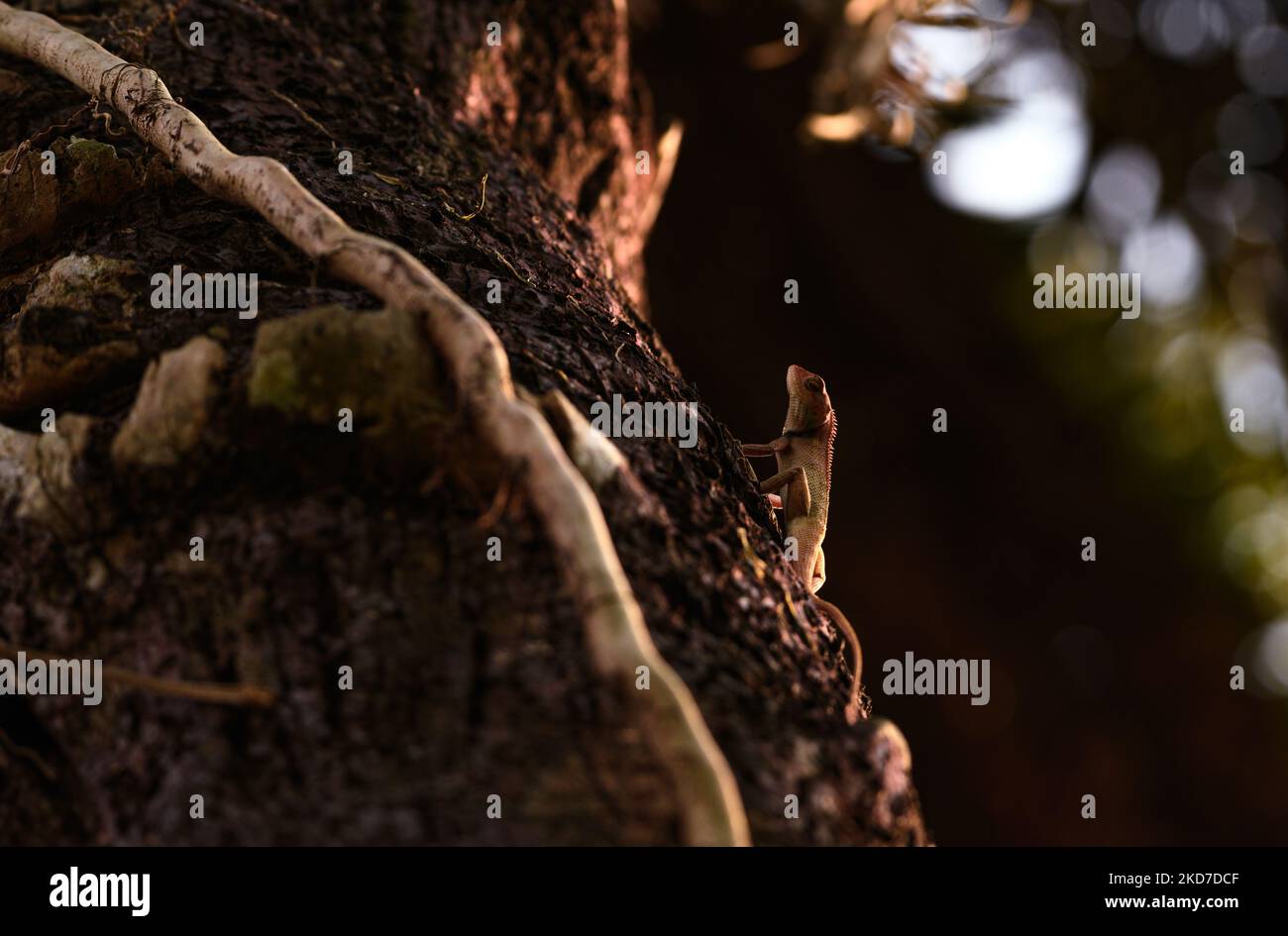 An oriental garden lizard (Calotes versicolor) is camouflaged on the ...