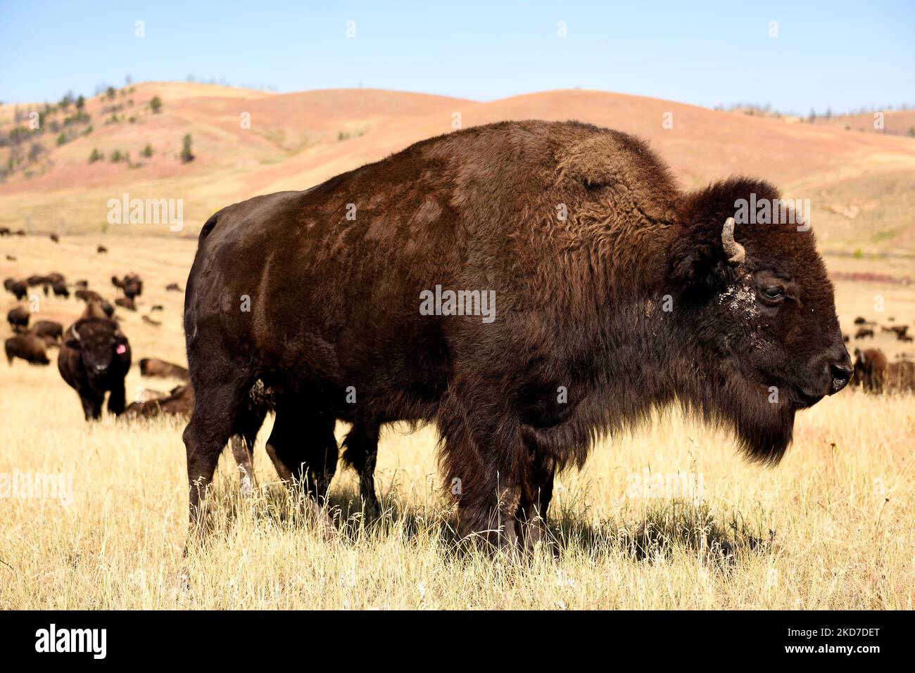 American bison herd grasslands hi-res stock photography and images - Alamy