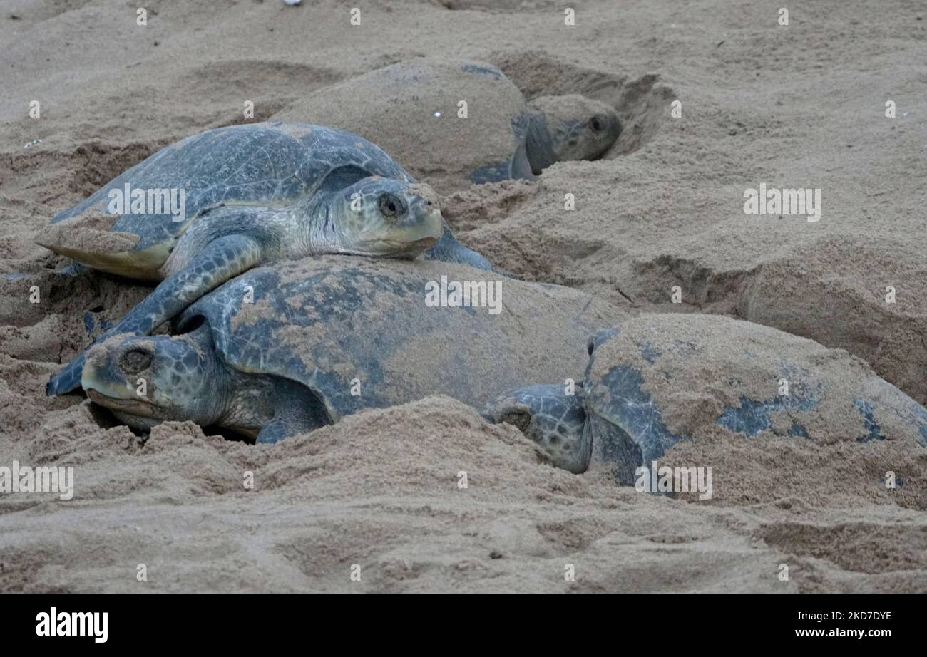 Olive Ridley turtles are seen on the beach as they digging sand to nest ...