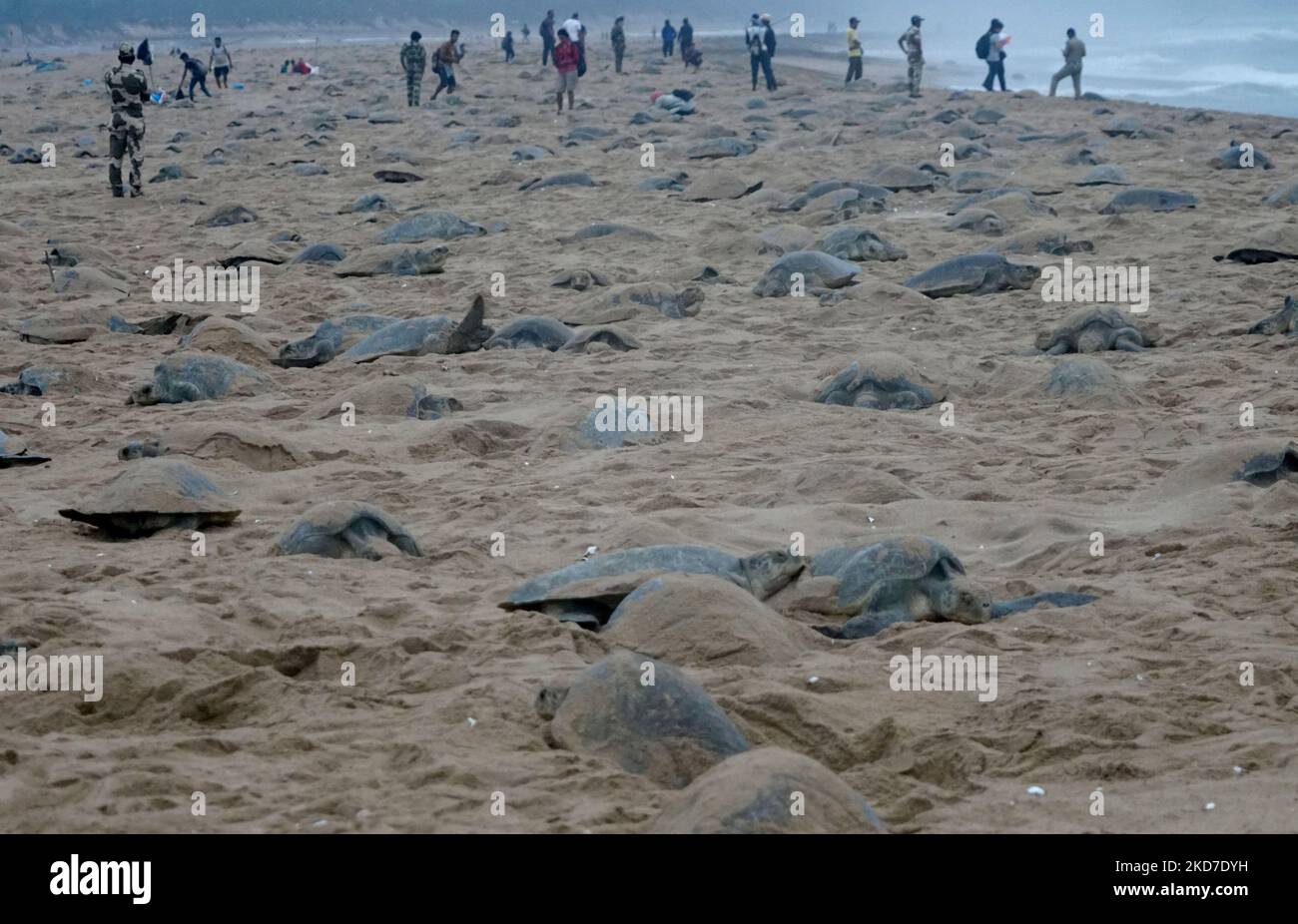Olive Ridley Turtles Are Seen On The Beach As They Digging Sand To Nest olive-ridley-turtles-are-seen-on-the-beach-as-they-digging-sand-to-nest