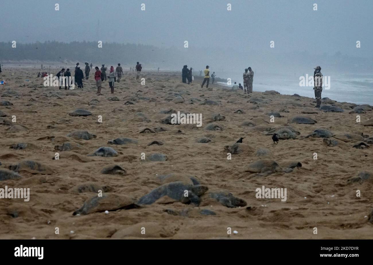 Olive Ridley turtles are seen on the beach as they digging sand to nest ...