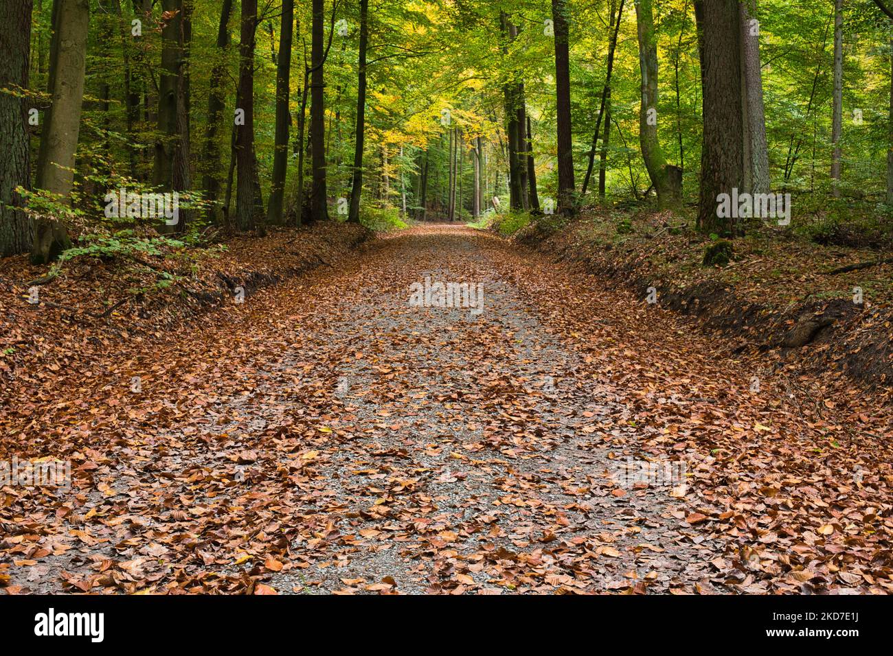A path through the forest covered with yellow leaves and yellowing ...