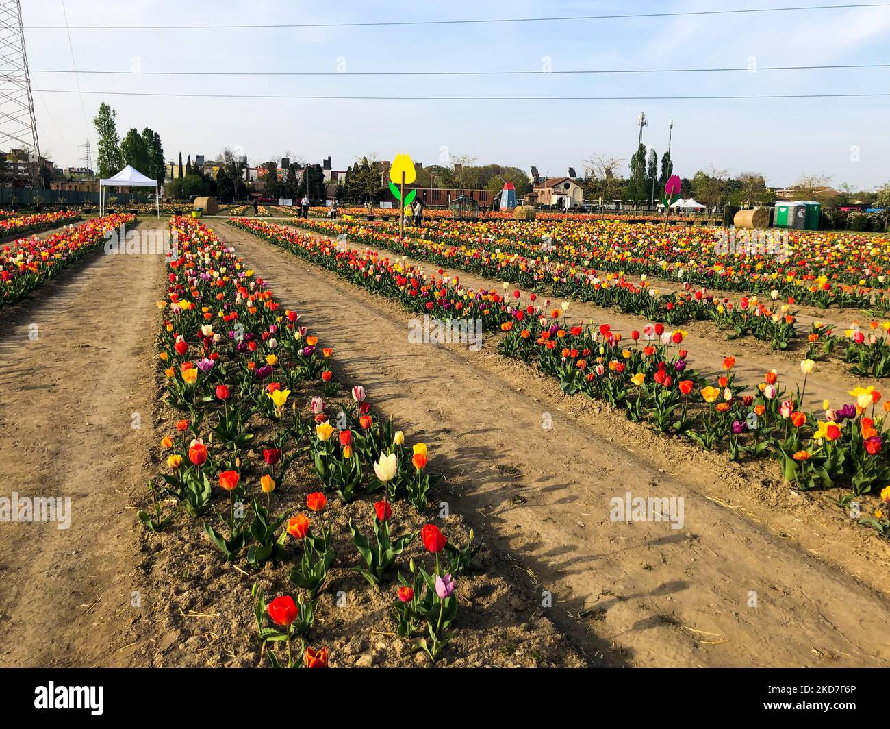 Third edition of Tulipani delle Meraviglie at Vimodrone near Milan ...