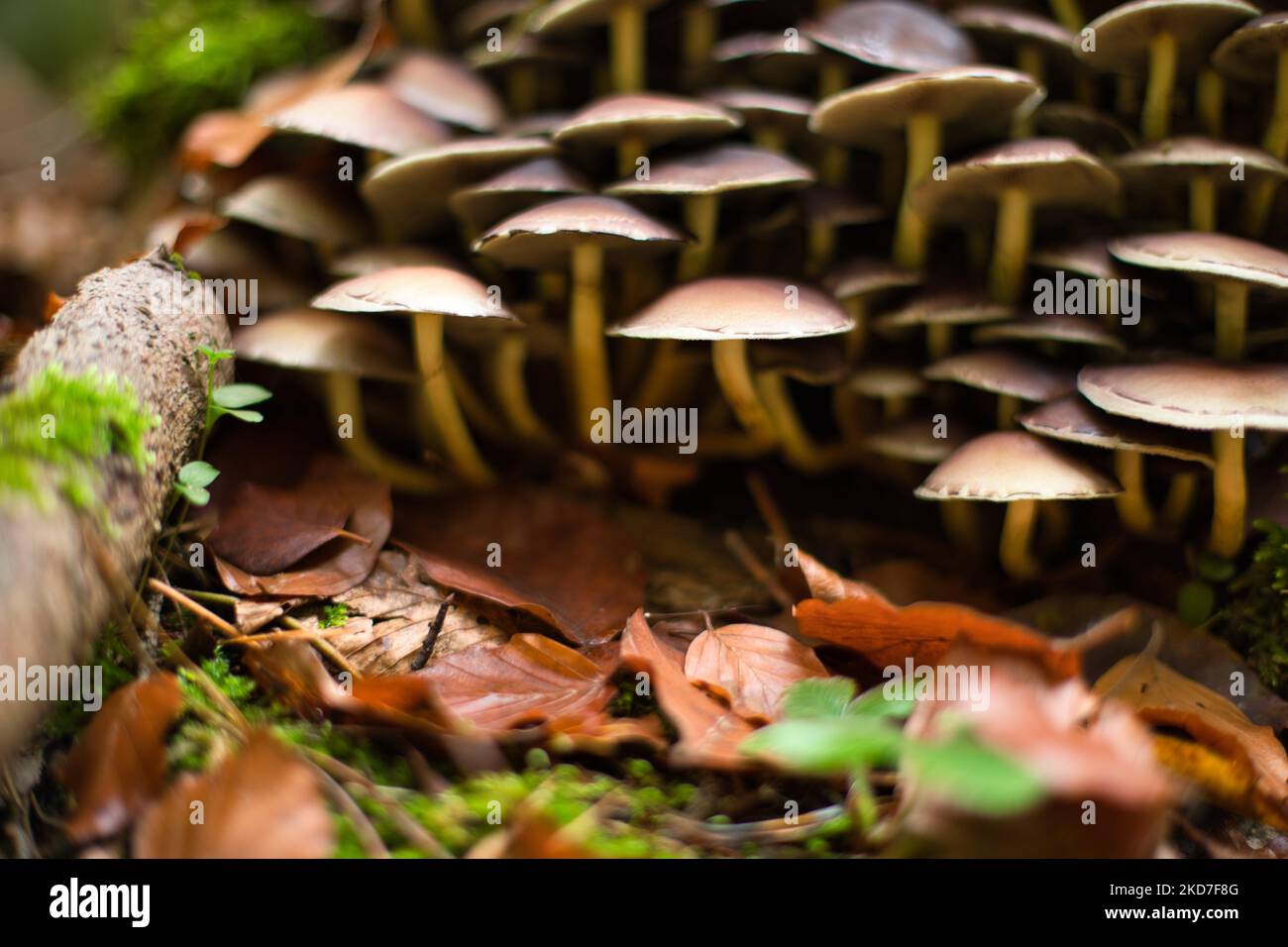 A closeup of a cluster of many yellow wood-decay mushrooms growing on ...