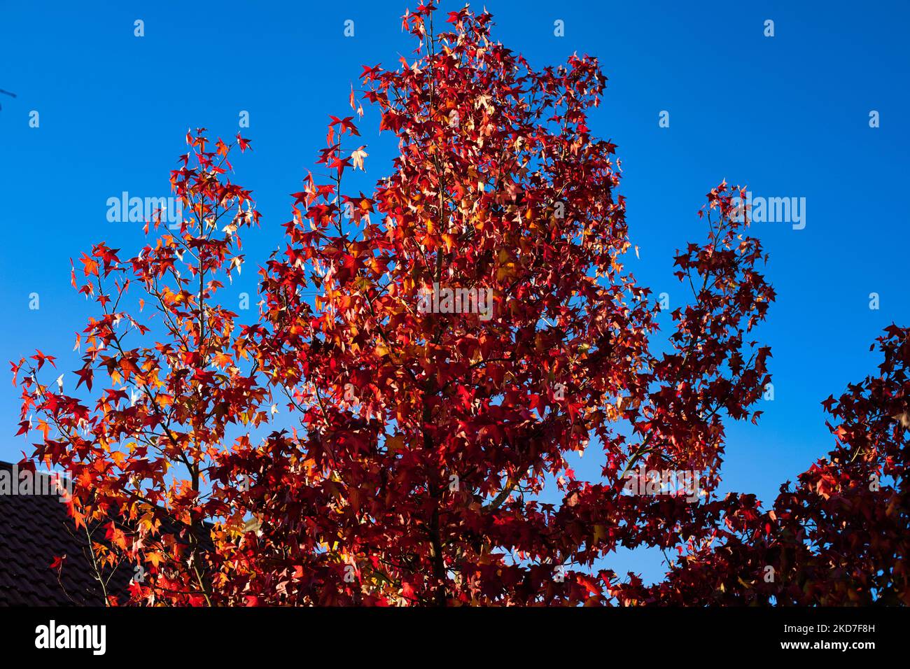 A low-angle of a red Sweetgum tree in front of a house, clear, sunlit ...