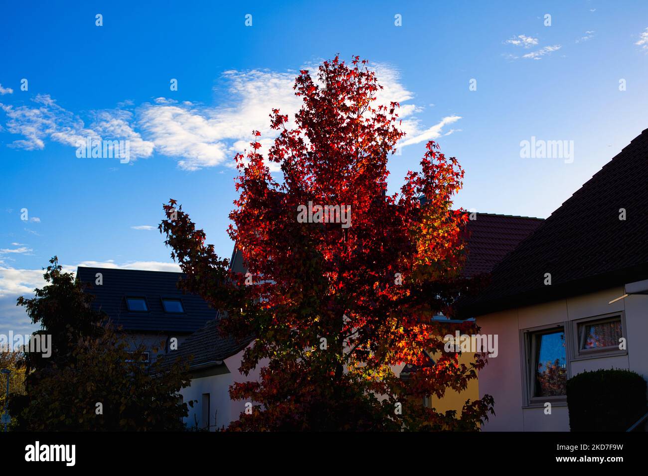 A low-angle of a red Sweetgum tree in front of a house, clear, sunlit ...