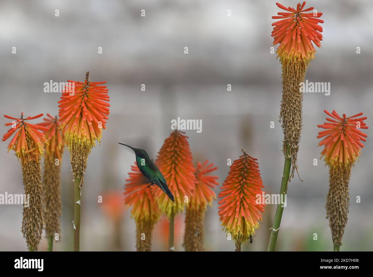 A Sparkling Violetear (Colibri coruscans) ready to drink nectar from a ...