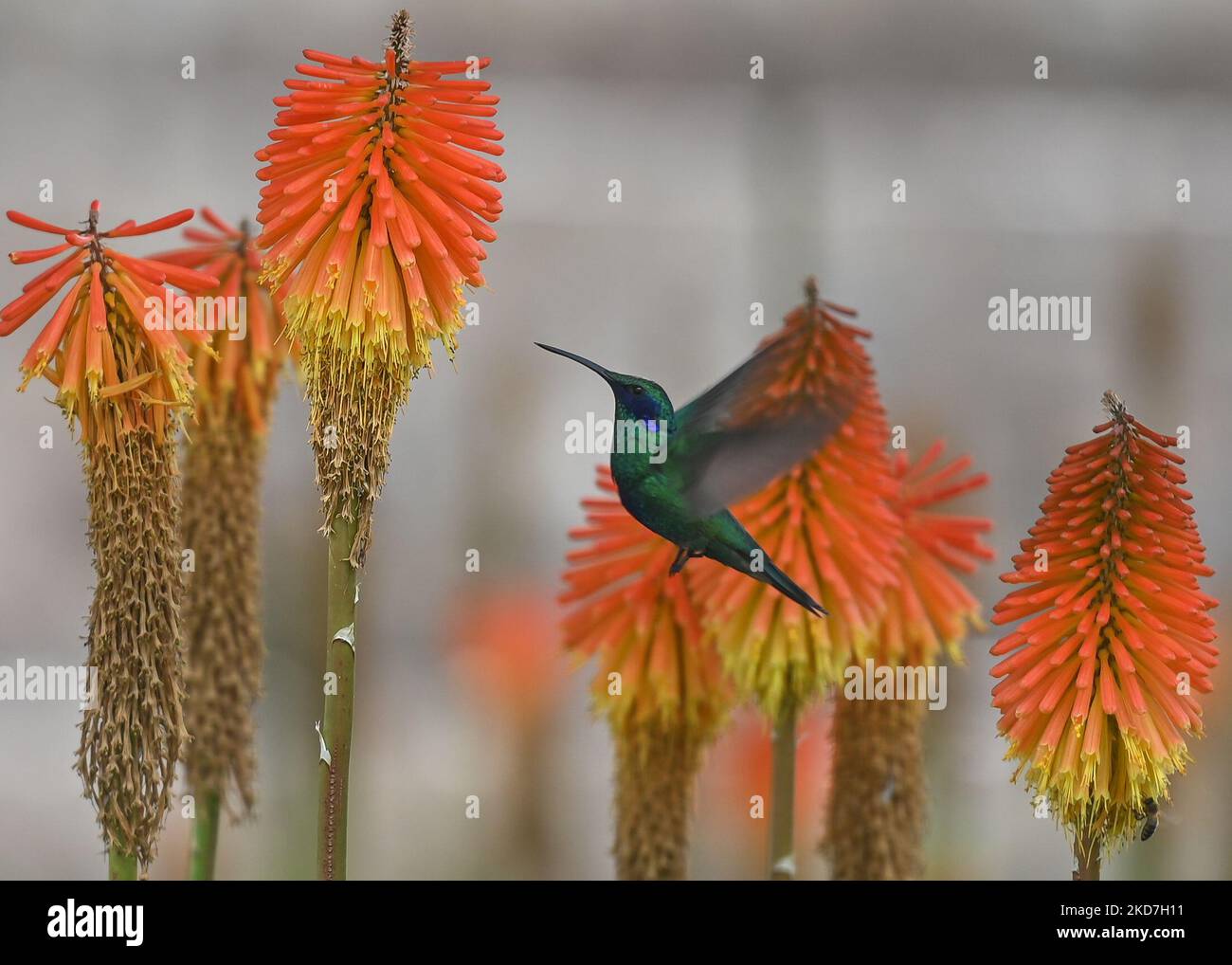 Buird habitat hi-res stock photography and images - Alamy