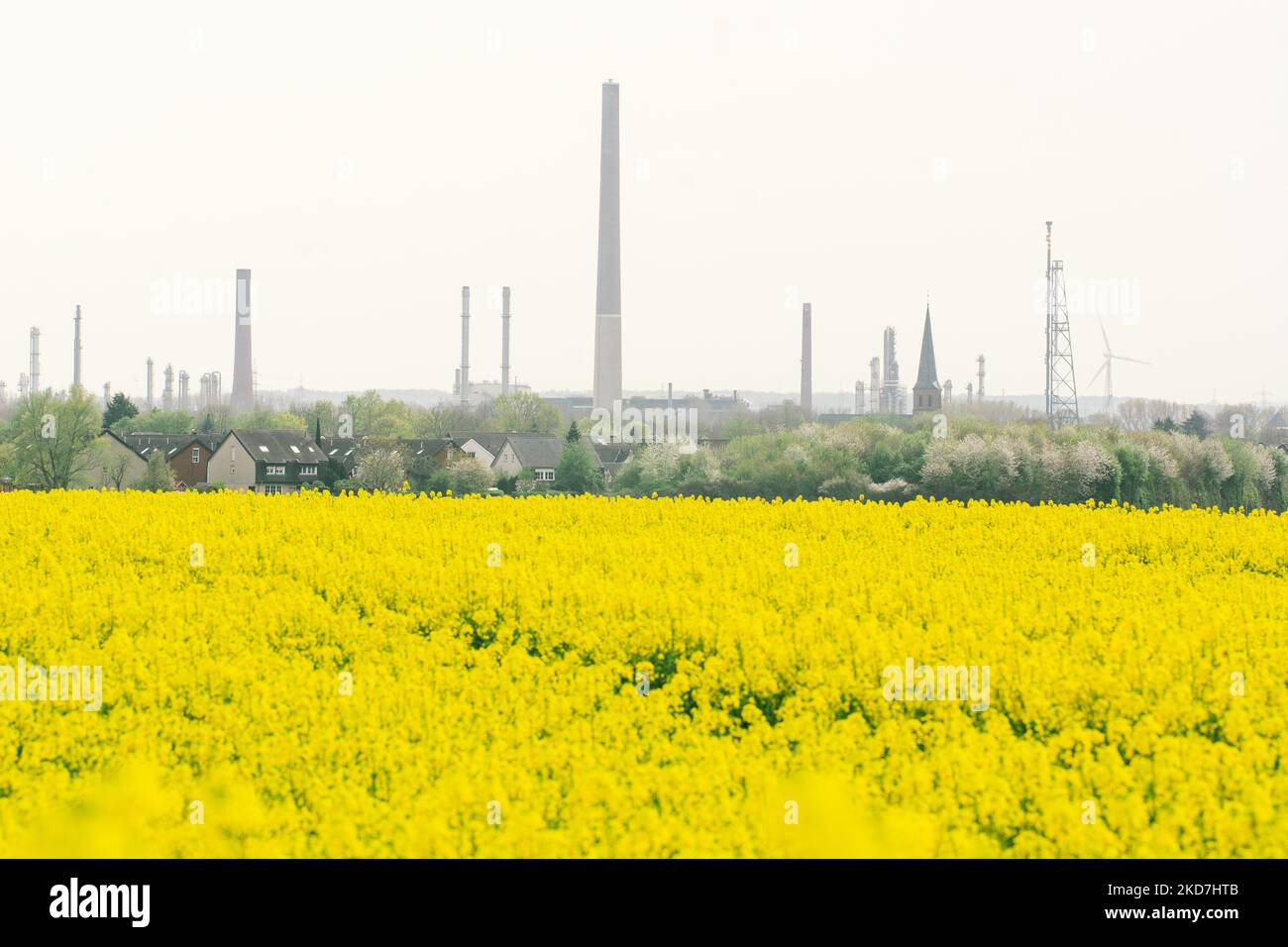 A yellow blooming Rapeseed field is seen with Shell oil refinery in the ...
