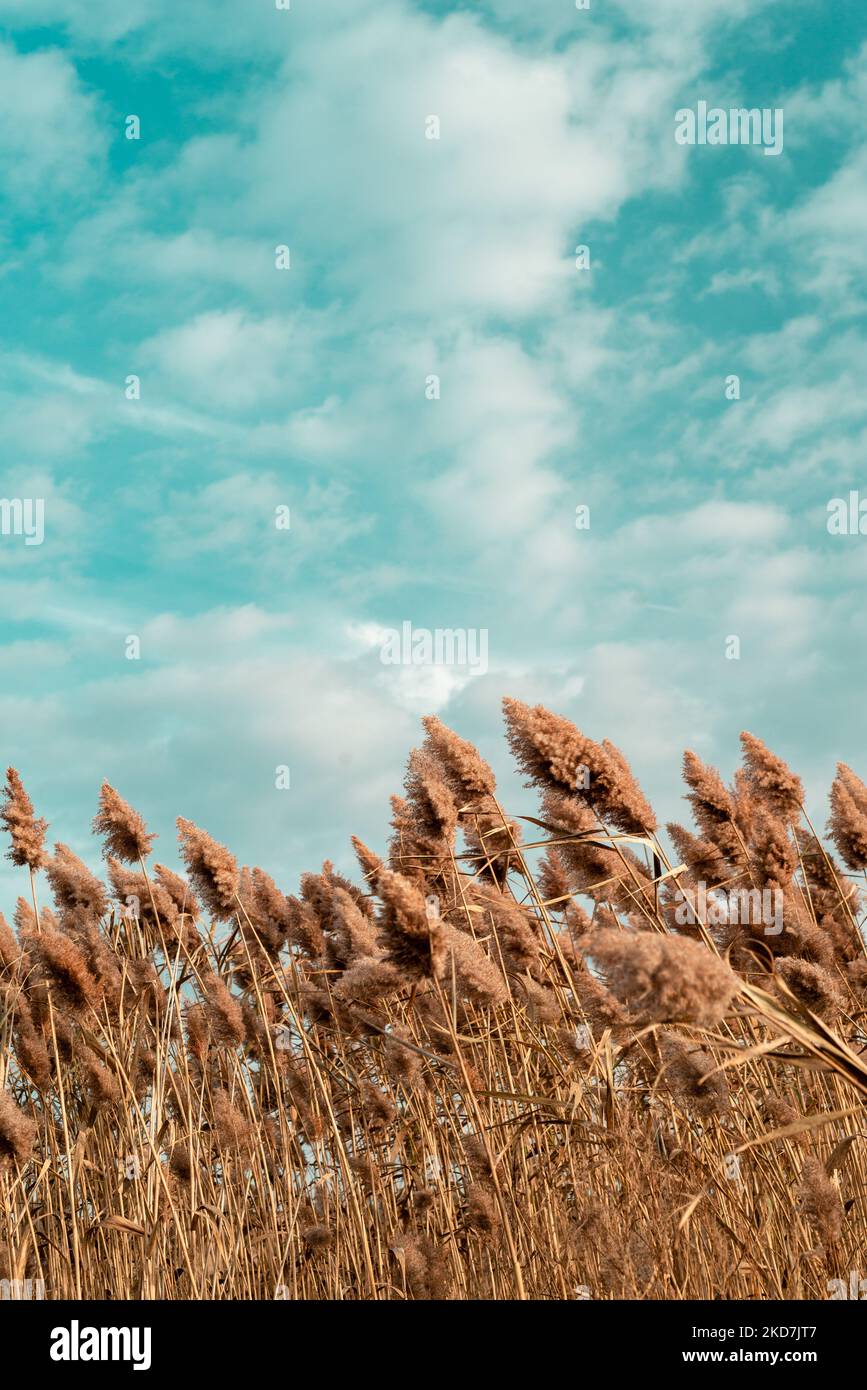 Phragmites australis pretty dried up common reed in autumn waving in ...