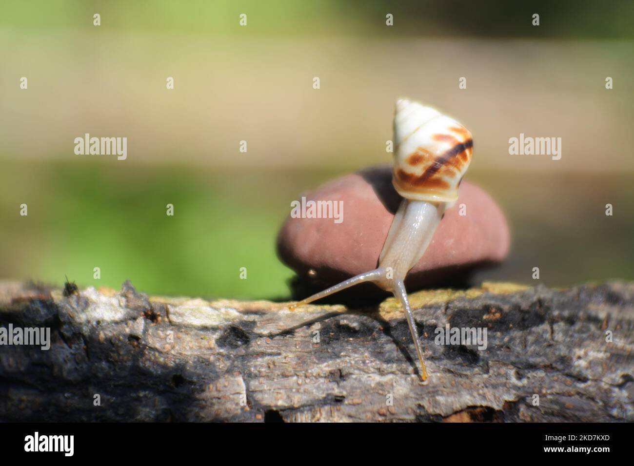 A closeup shot of a snail crawling slowly on the wooden ground in ...