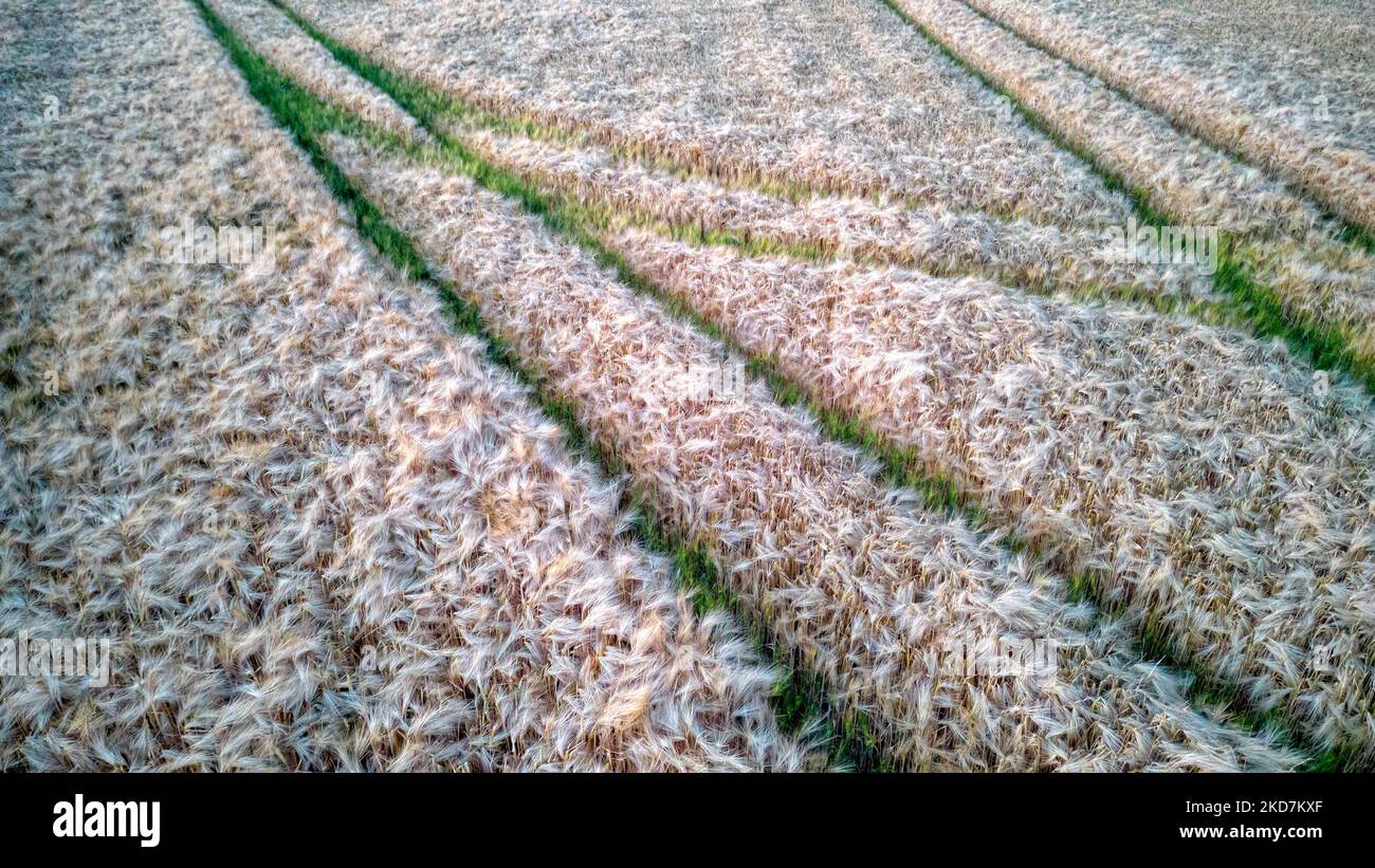 An aerial view of growing rye in field Stock Photo - Alamy