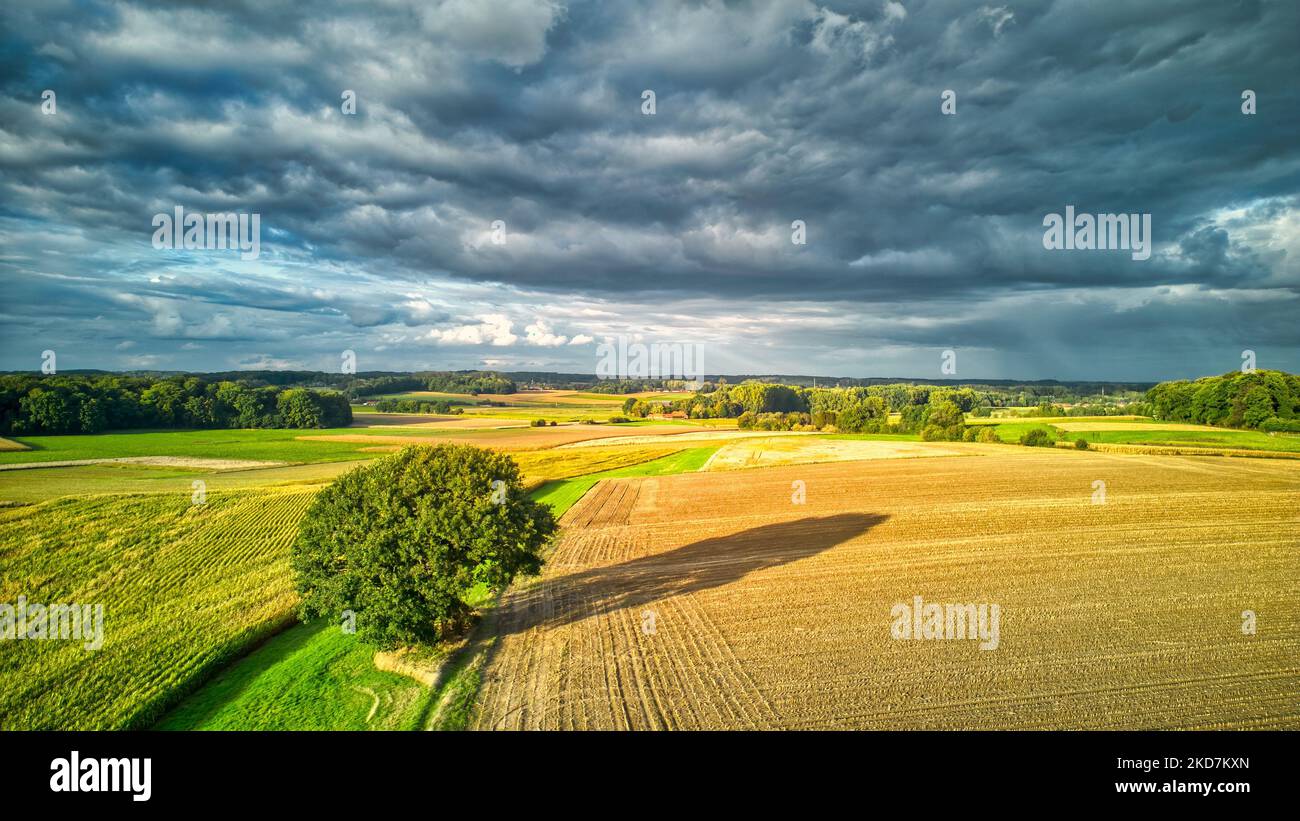 An aerial view of greenery field surrounded by dense trees Stock Photo ...