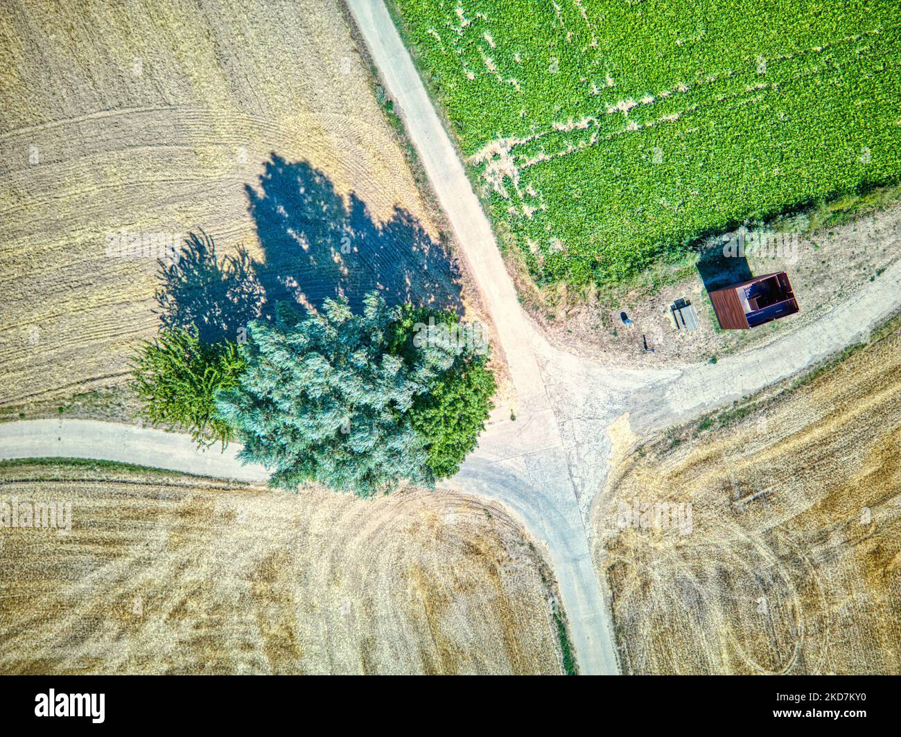An aerial view of greenery agriculture field with growing trees Stock ...
