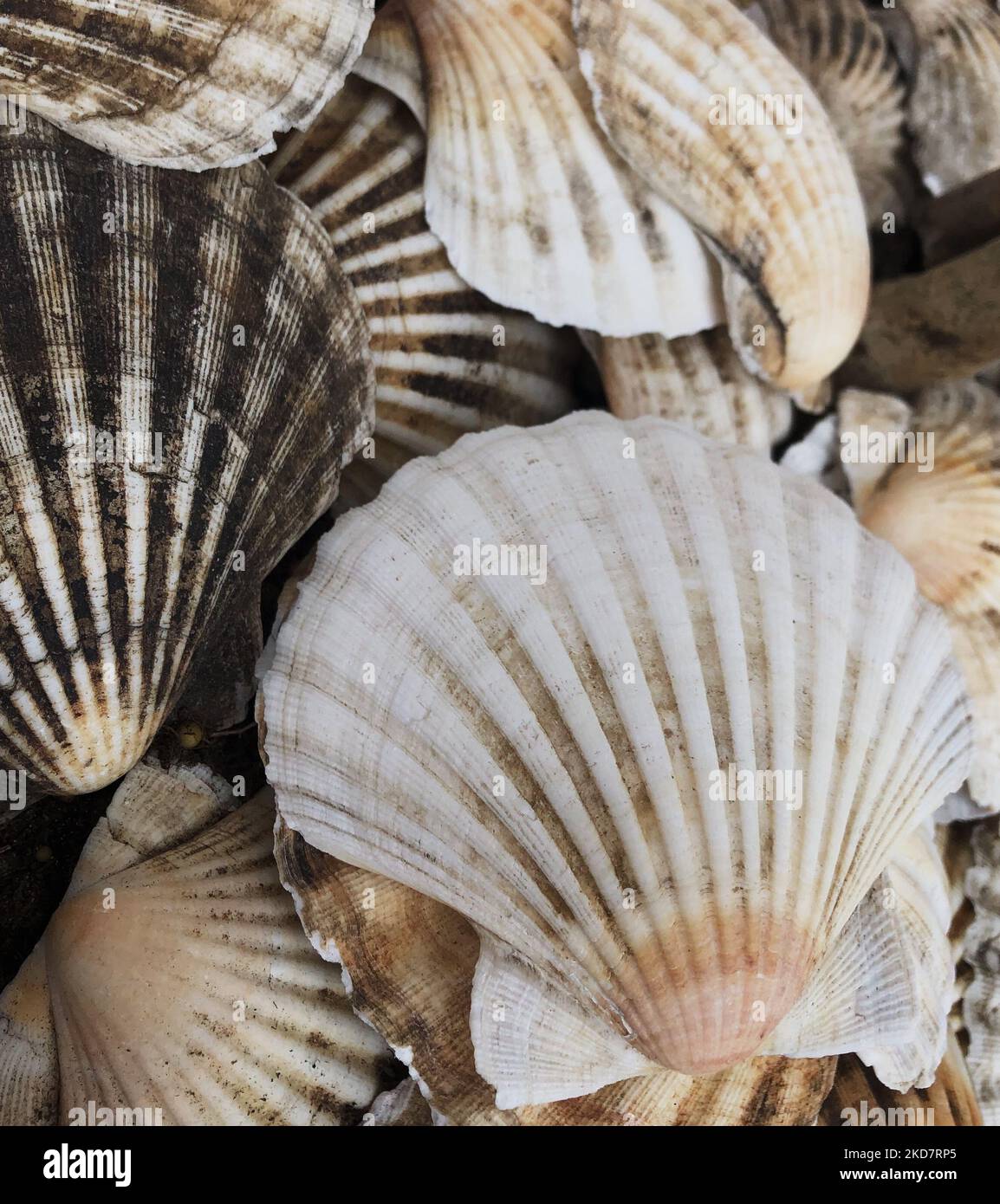 Bivalve shells hi-res stock photography and images - Alamy