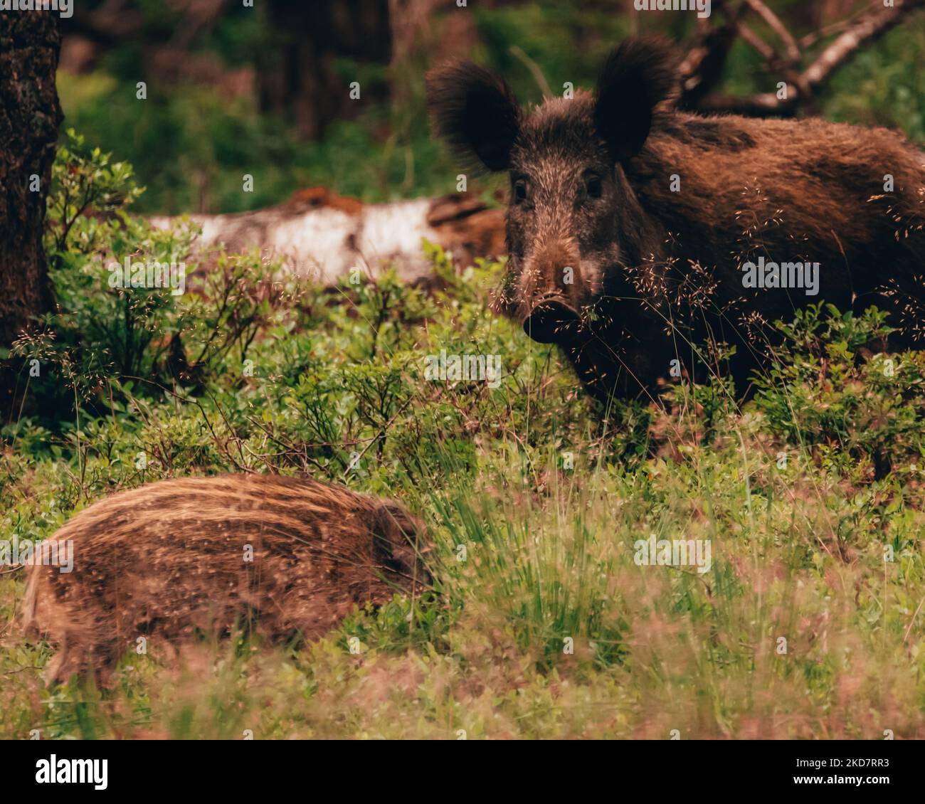 A closeup shot of a Central European boar with its baby in the forest ...