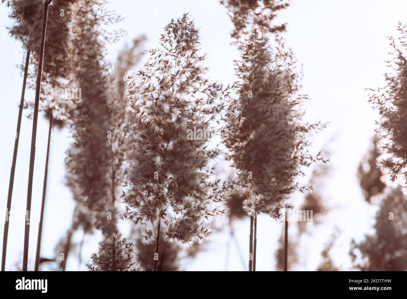 Phragmites australis pretty dried up common reed in autumn waving in ...