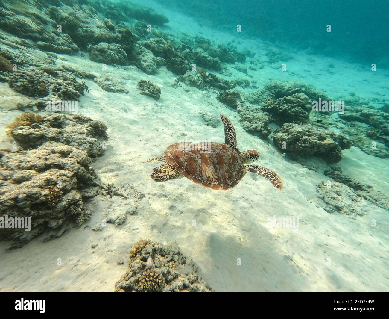 A view of underwater marine life of green turtle (Chlonia mydas ...